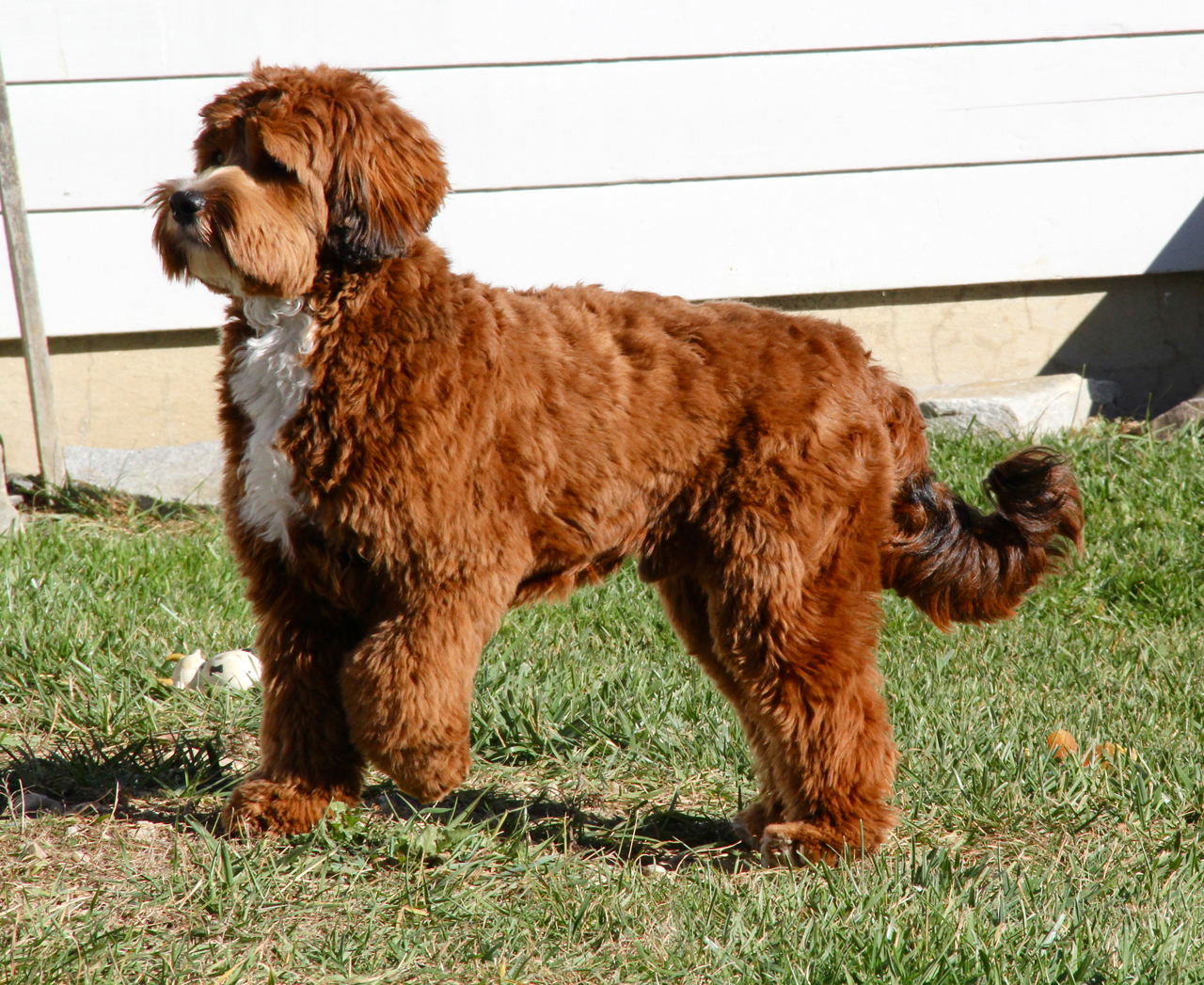 Tango Wool Labradoodles, Labradoodle Breeders In Massachusetts ...